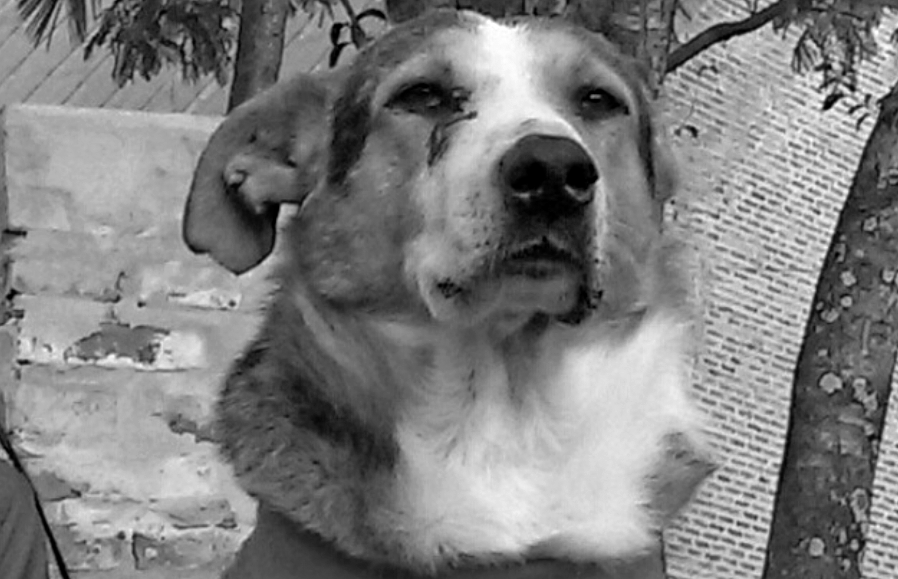 Oreja, el perro del pueblo que se volvió leyenda – El Telégrafo de ...
